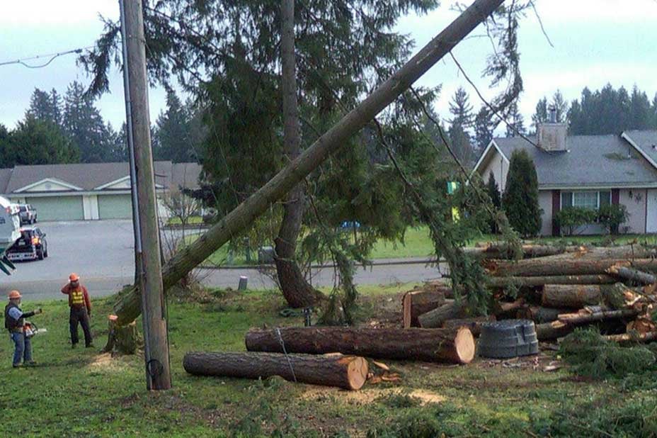 Welcome to American Forest Lands Washington Logging Company LLC in ...